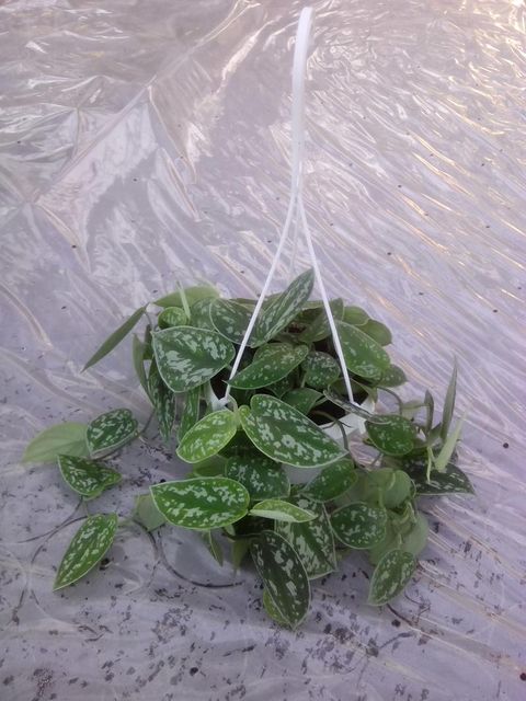 Scindapsus pictus — Plant Wholesale FlorAccess