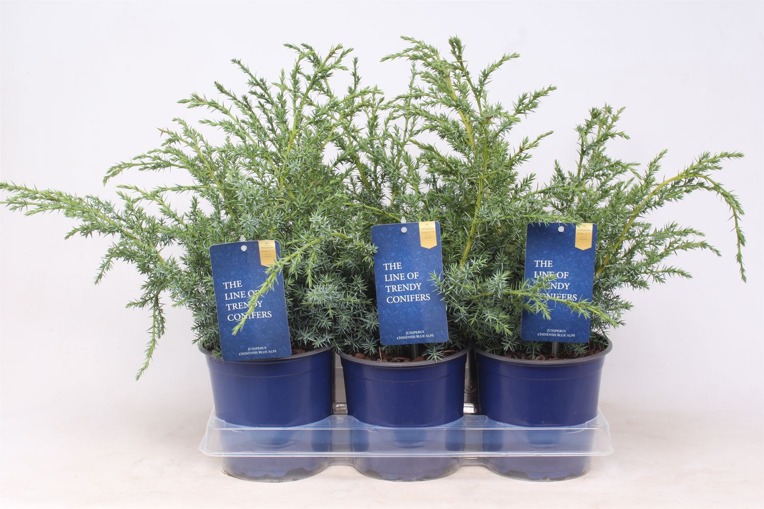 Juniperus chinensis 'Blue Alps' — Plant Wholesale FlorAccess