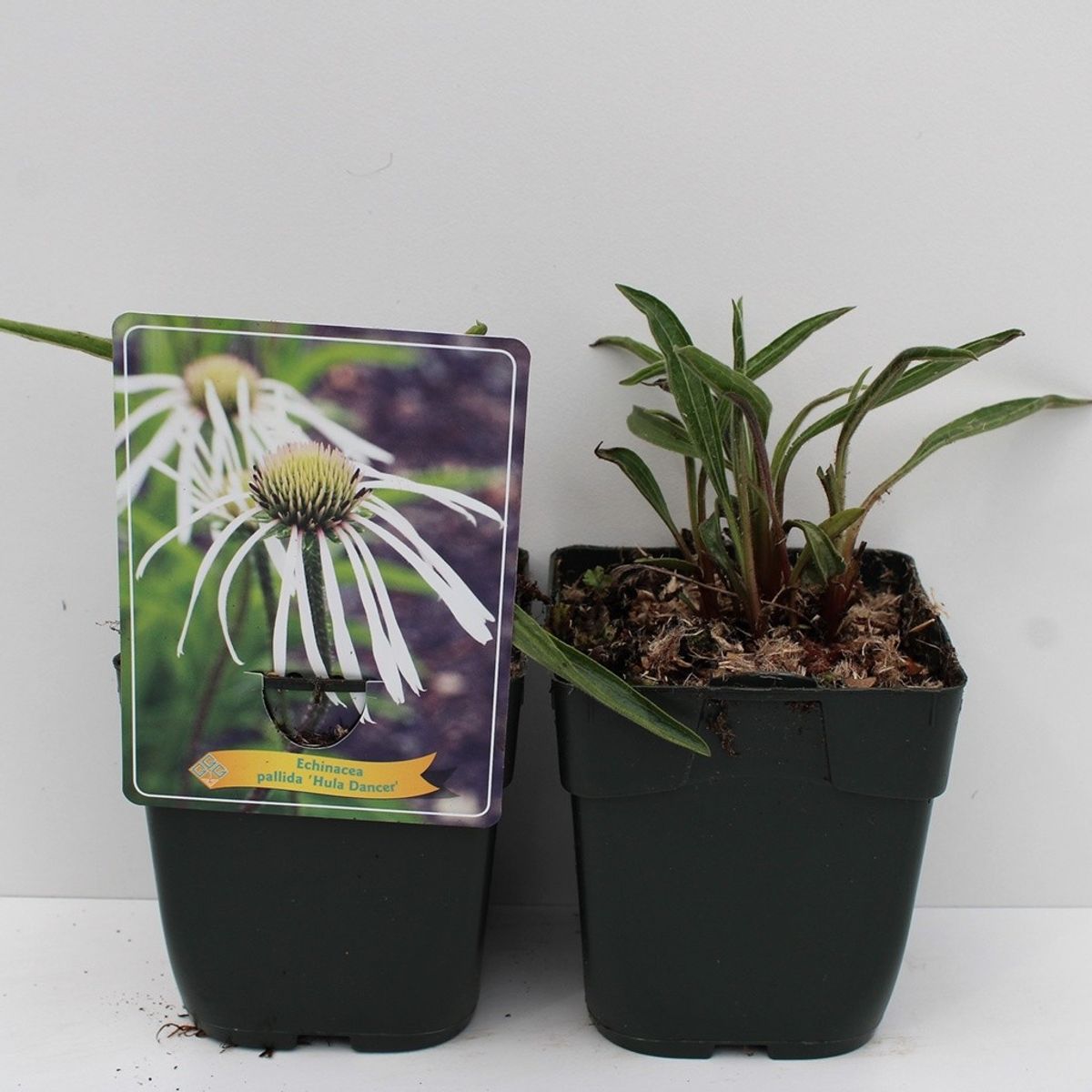 Echinacea pallida 'Hula Dancer' — Plant Wholesale FlorAccess