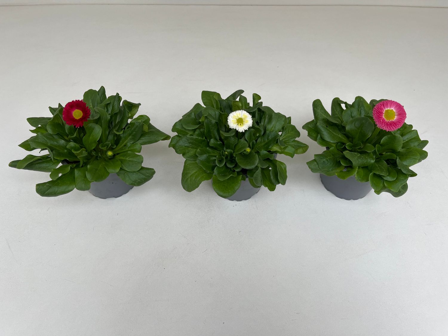 Bellis perennis SPEEDSTAR MIX — Plant Wholesale FlorAccess