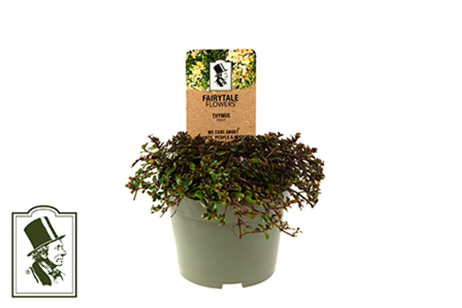 Thymus pulegioides 'Foxley' — Plant Wholesale FlorAccess