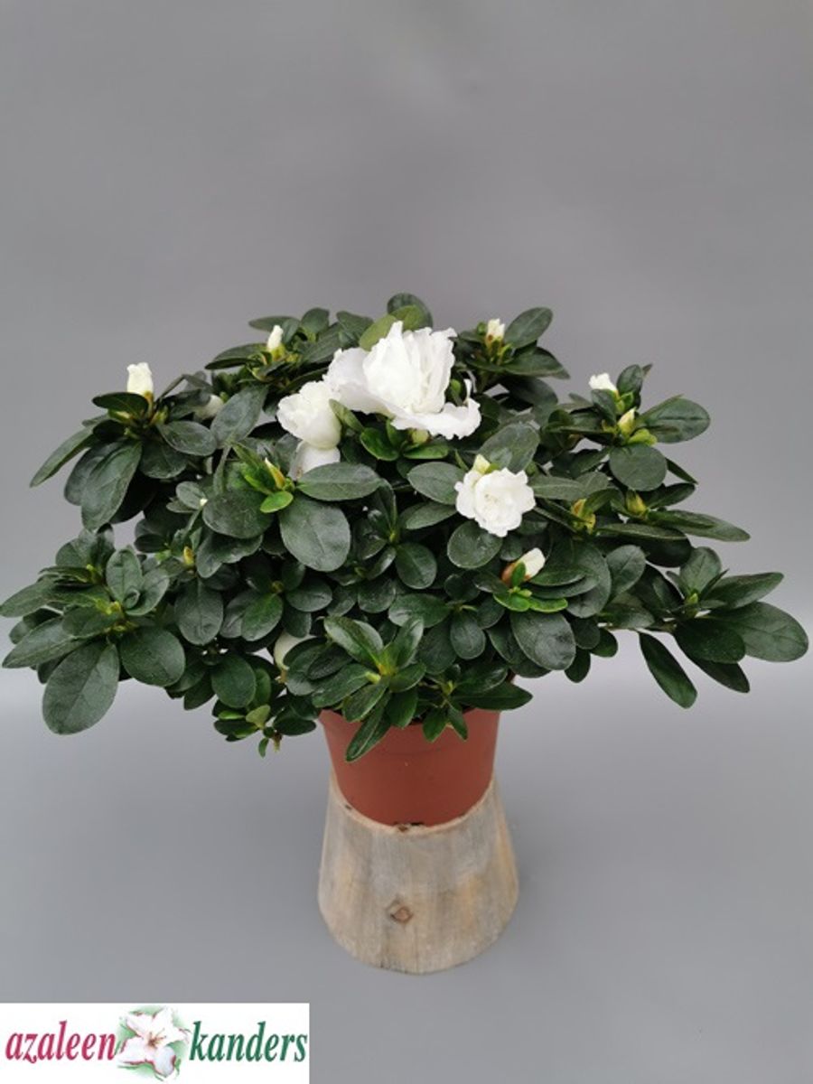 Rhododendron AZALEA MIX — Plant Wholesale FlorAccess