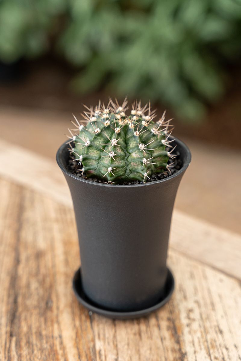 Gymnocalycium T-REX — Plant Wholesale FlorAccess