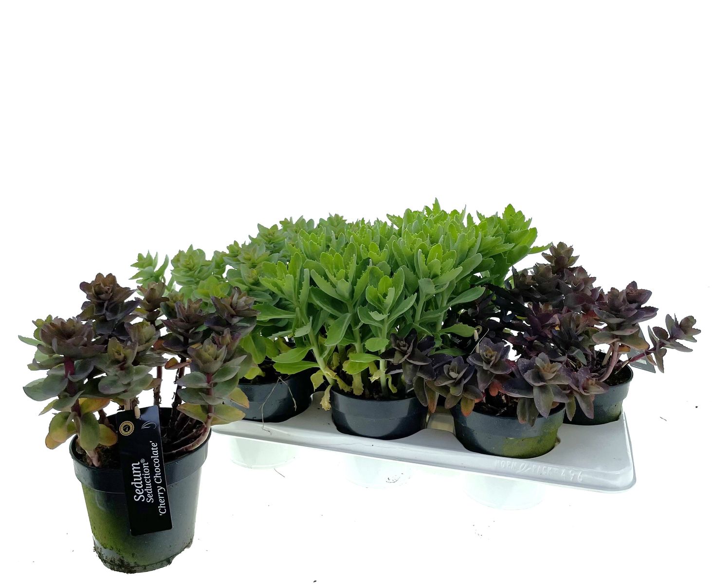 Sedum telephium SEDUCTION MIX — Plant Wholesale FlorAccess