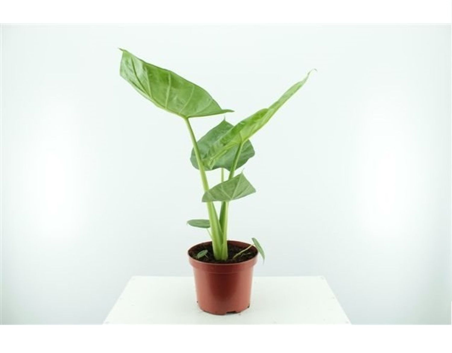 Alocasia 'Calidora' — Plant Wholesale FlorAccess