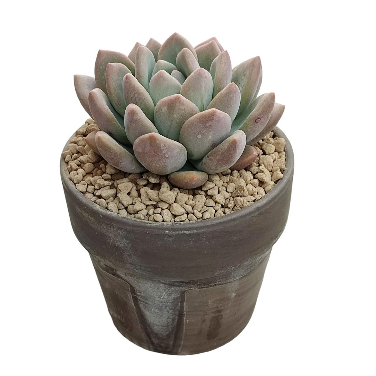 x Graptoveria 'Ruby Donna' — Plant Wholesale FlorAccess