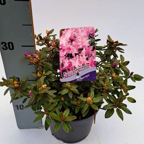 Rhododendron 'Ramapo' — Рослини оптом FlorAccess