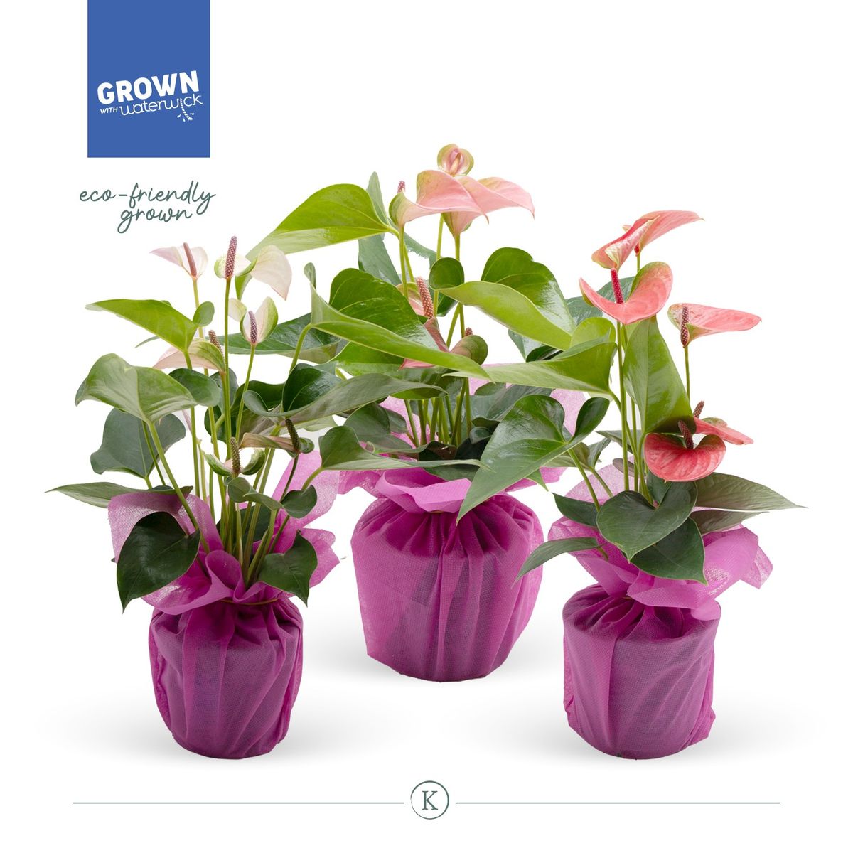 Anthurium KARMA PINK MIX — Plant Wholesale FlorAccess