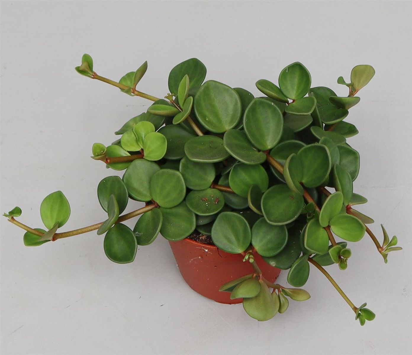 Peperomia tetraphylla 'Hope' — Plant Wholesale FlorAccess