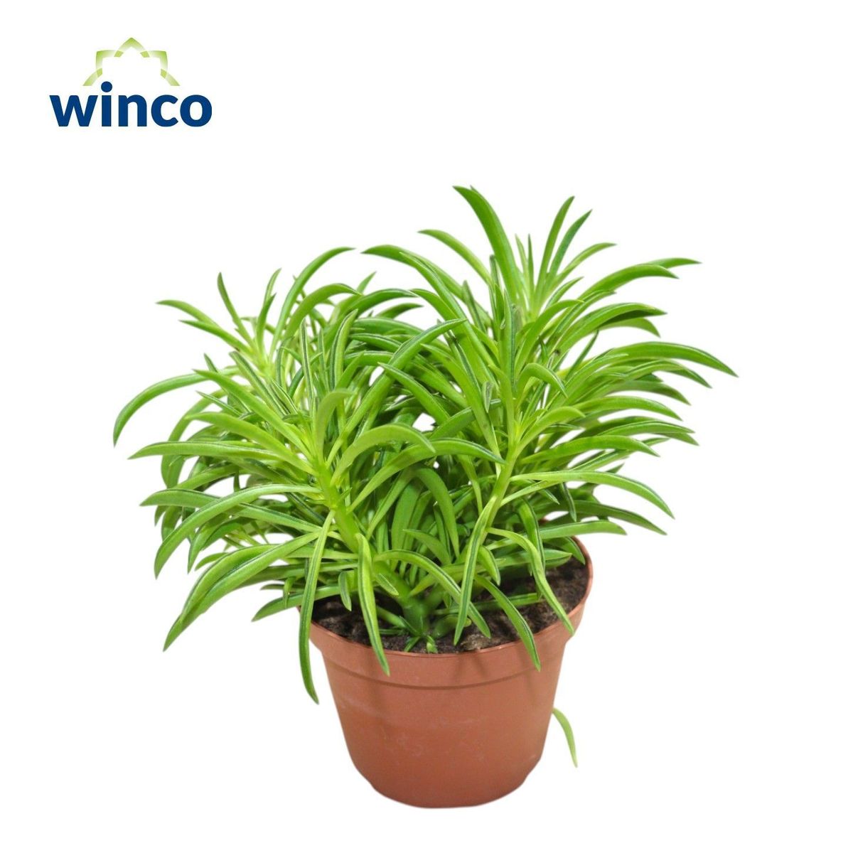 Senecio archeri 'Himalaya' — Mayorista de plantas FlorAccess
