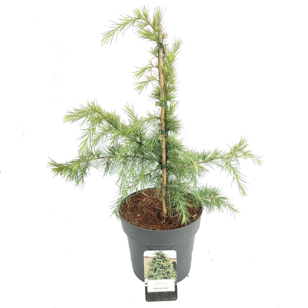 Cedrus deodara 'White Imp' — Plant Wholesale FlorAccess