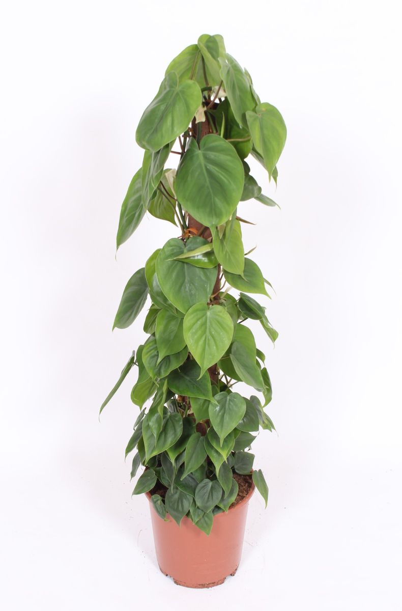 Philodendron scandens — Plant Wholesale FlorAccess