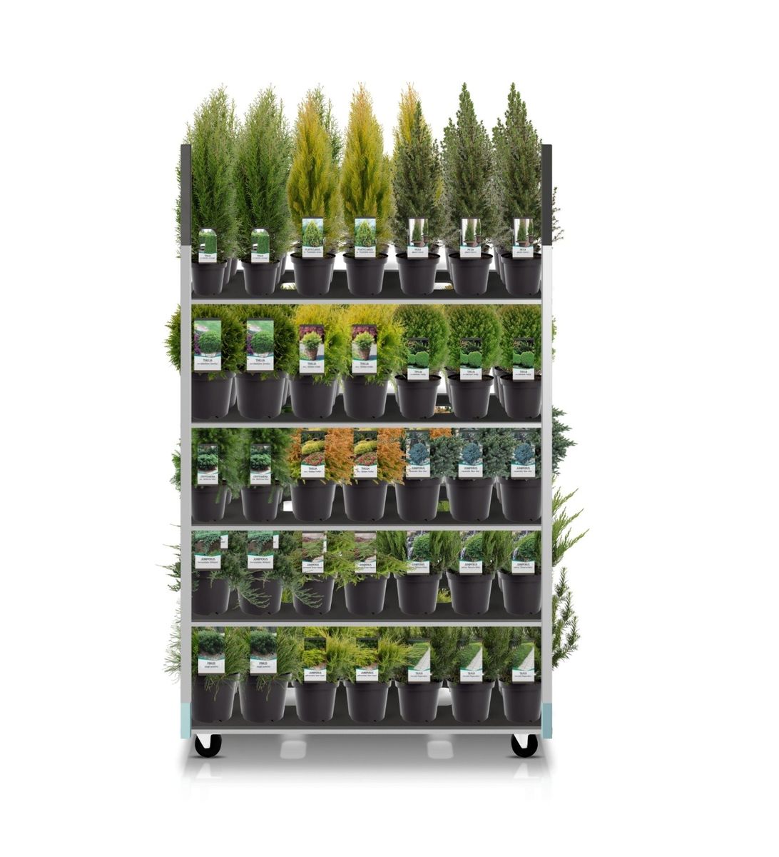 Conifers MIX — Plant Wholesale FlorAccess