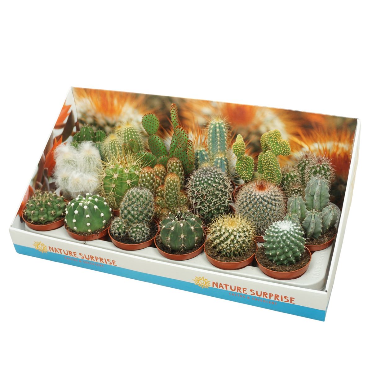 Cactus MIX — Plant Wholesale FlorAccess