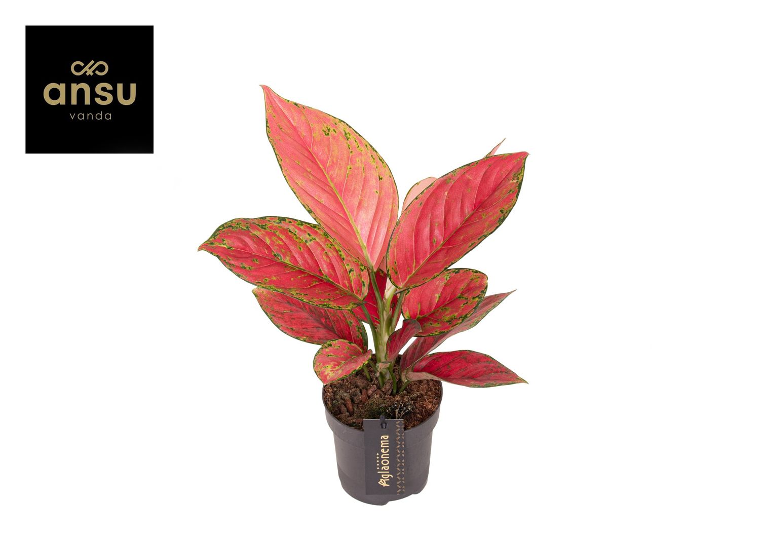 Aglaonema 'Ruby Love' — Plant Wholesale FlorAccess