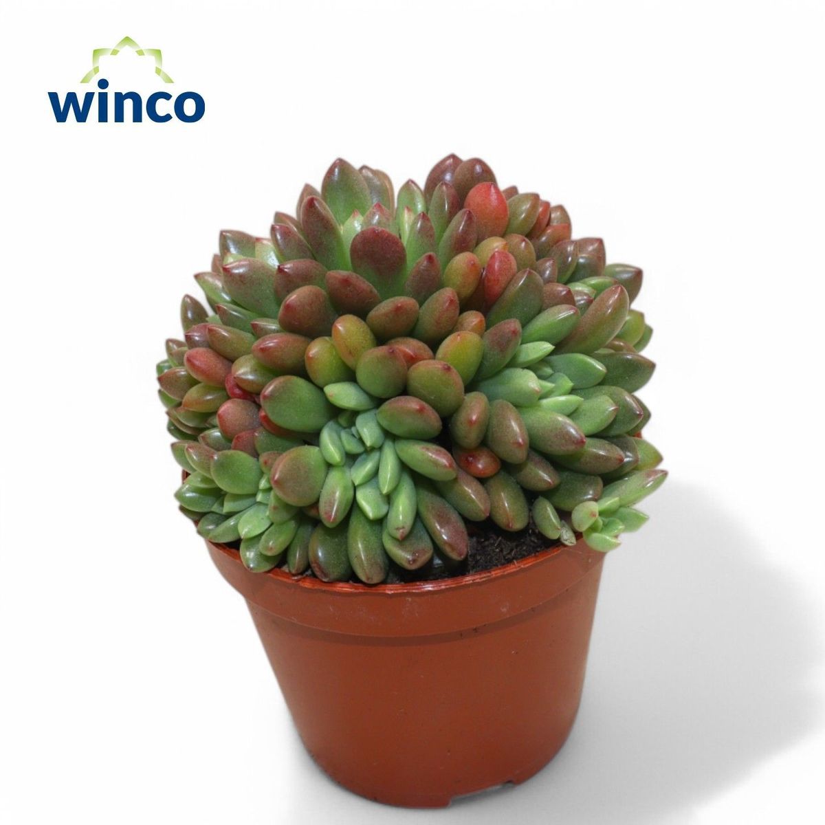 x Graptoveria 'Bashful' — Plant Wholesale FlorAccess