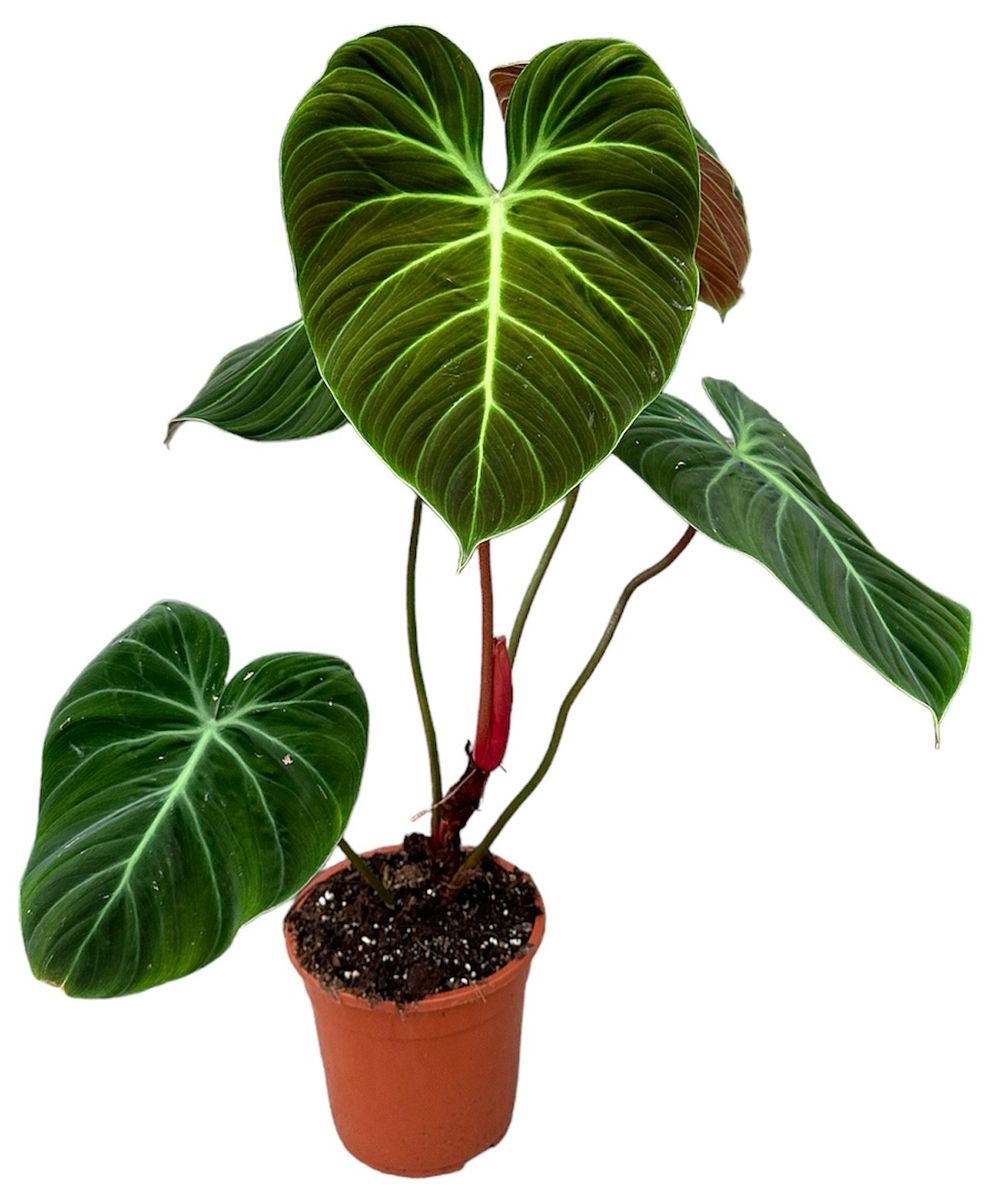 Philodendron 'El Choco Red' — Plant Wholesale FlorAccess