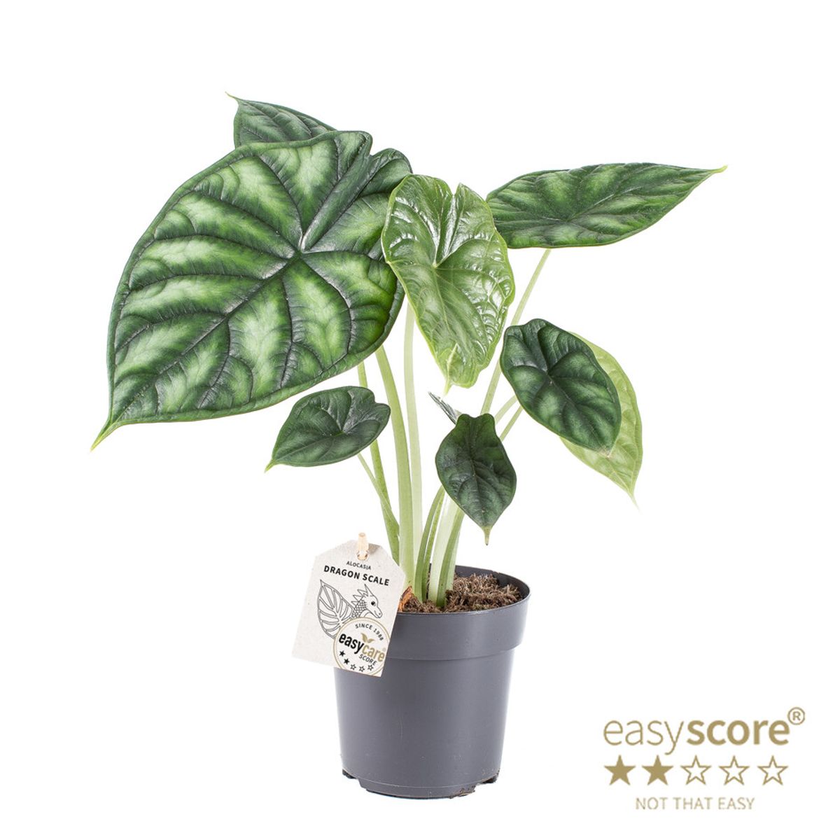 Alocasia 'Dragon Scale' — Plant Wholesale FlorAccess