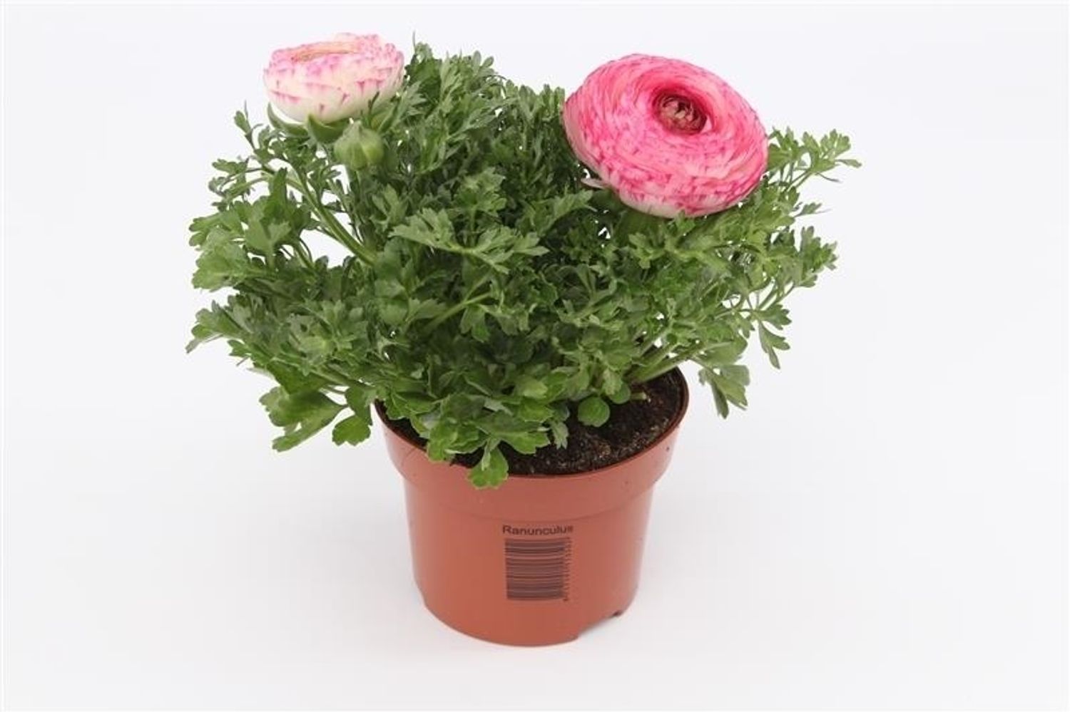 Ranunculus asiaticus 'Sprinkles Pink Bicolor' — Plant Wholesale FlorAccess