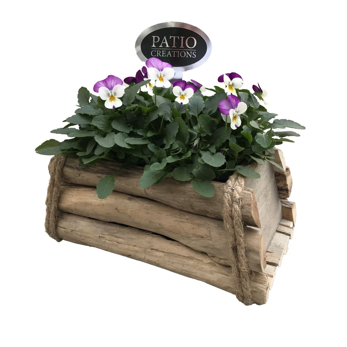Arrangement Viola — Plant Wholesale FlorAccess