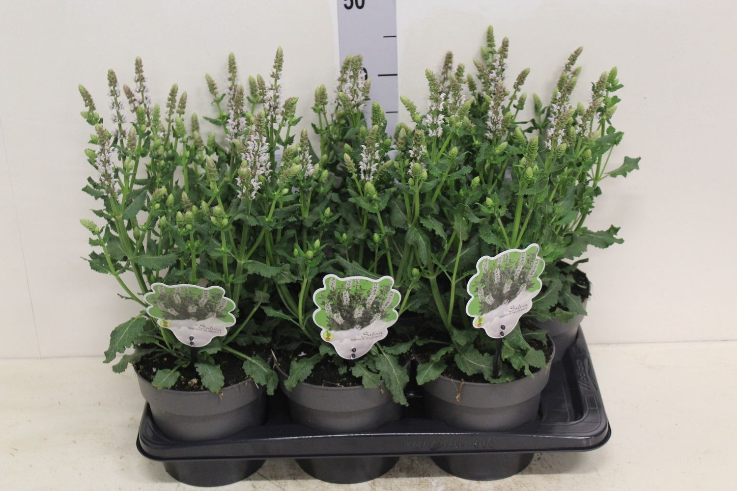 Salvia nemorosa 'Salute White' — Рослини оптом FlorAccess