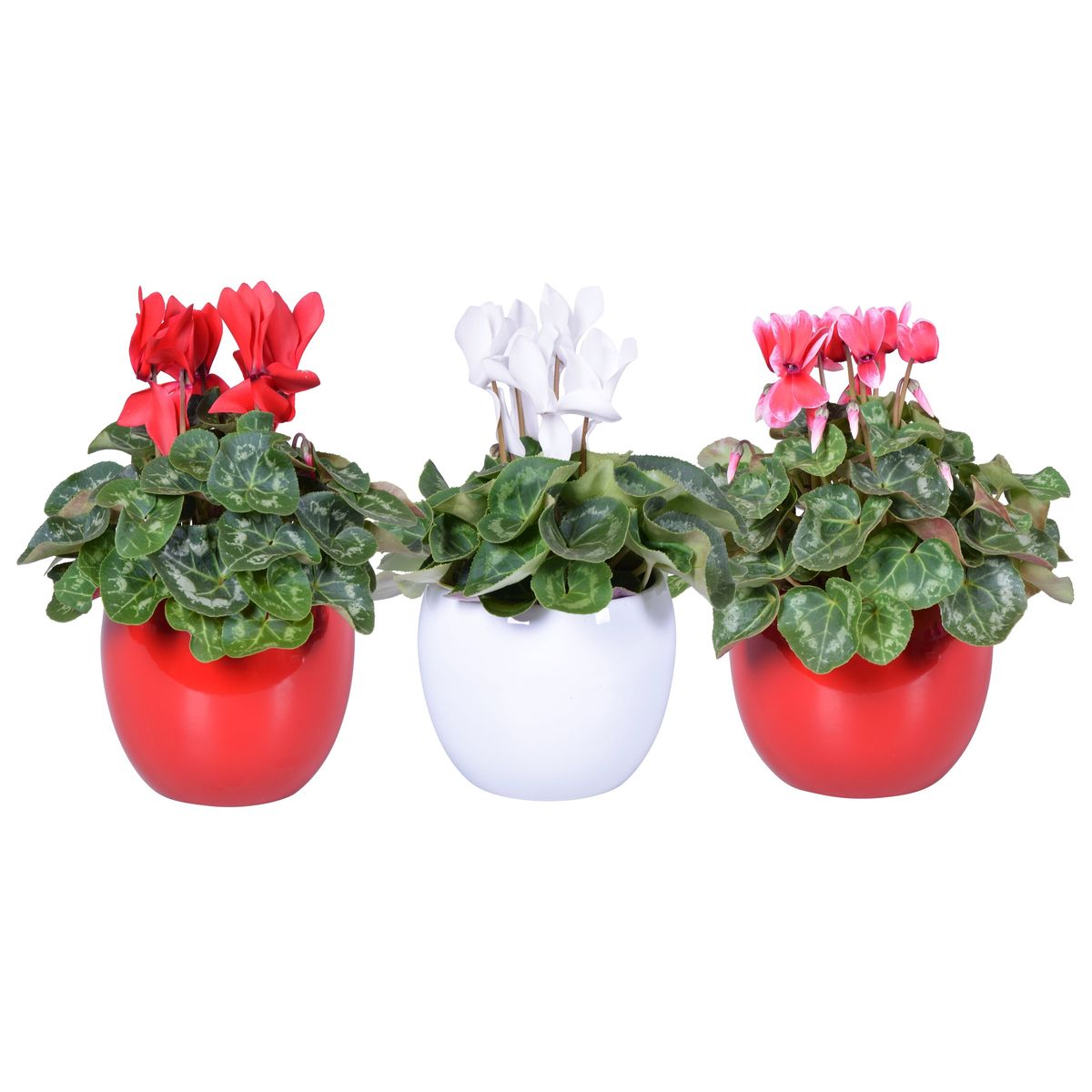 Cyclamen persicum SUPER SERIE S ALLURE MIX — Plant Wholesale FlorAccess