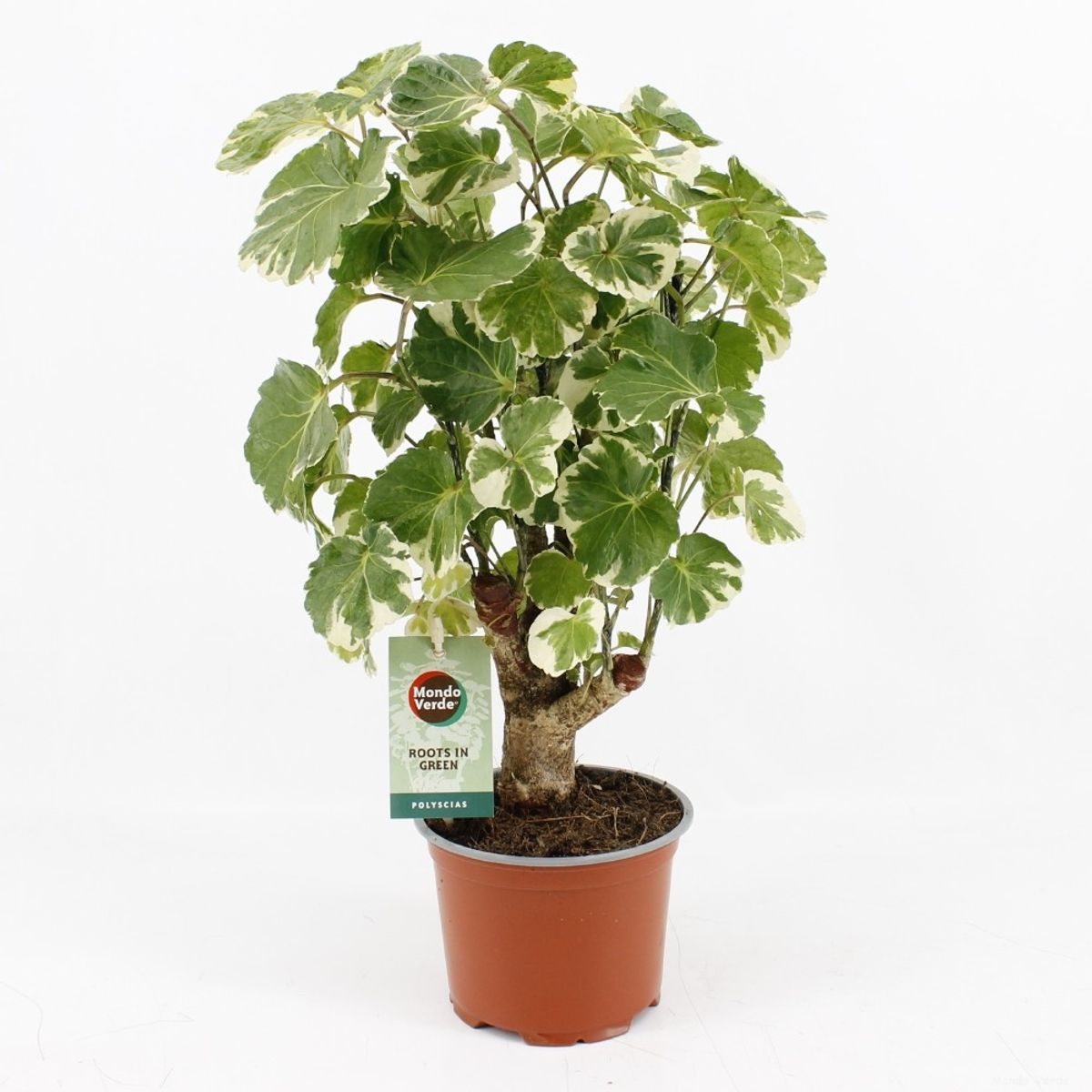 Polyscias balfouriana — Plant Wholesale FlorAccess