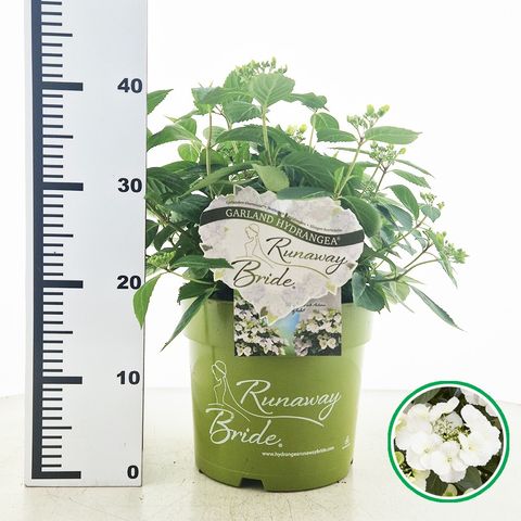 Hydrangea RUNAWAY BRIDE — Plant Wholesale FlorAccess