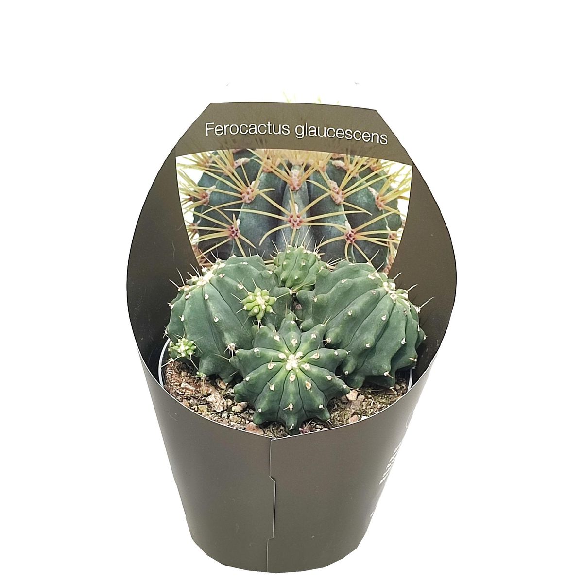 Ferocactus glaucescens inermis — Grossiste en Plantes FlorAccess