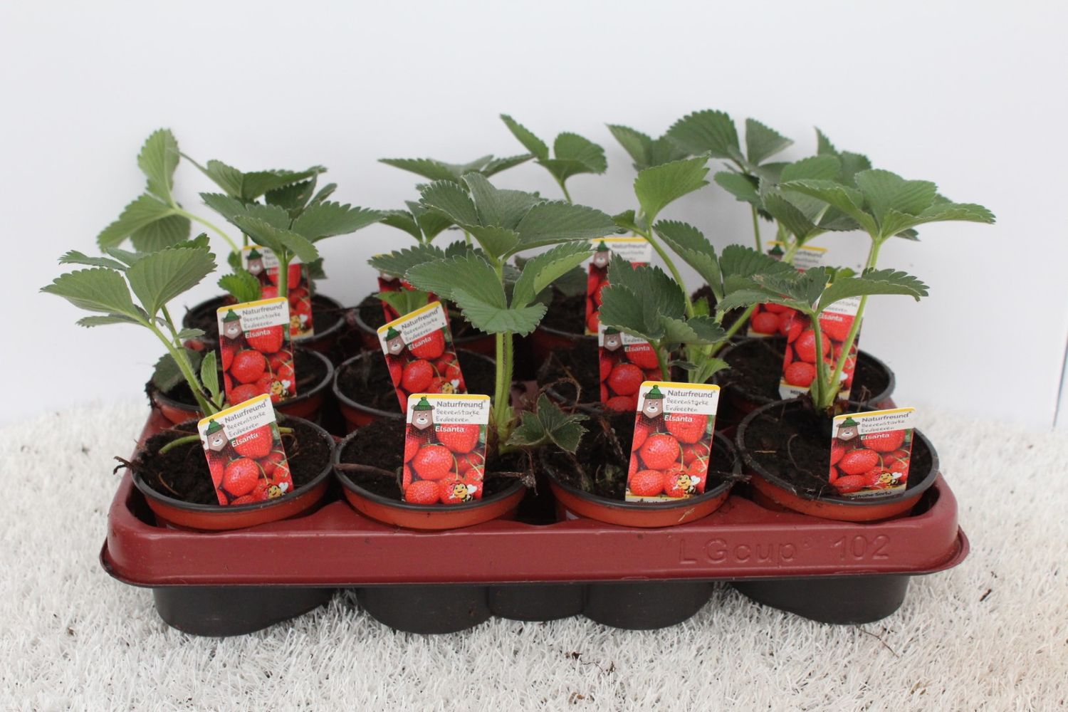 Fragaria x ananassa 'Elsanta' — Plant Wholesale FlorAccess