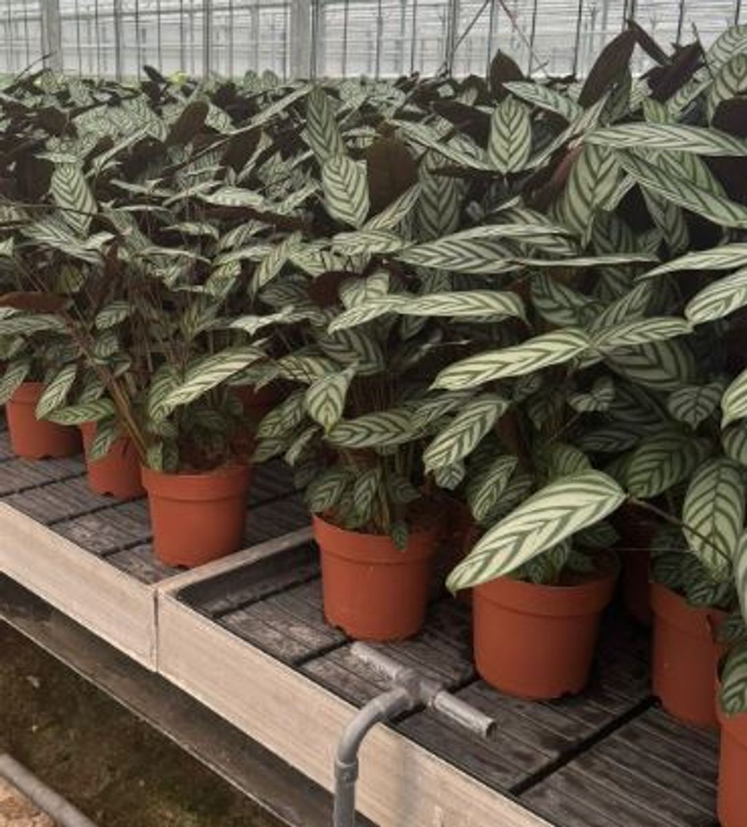 Ctenanthe setosa 'Compactstar' — Plant Wholesale FlorAccess