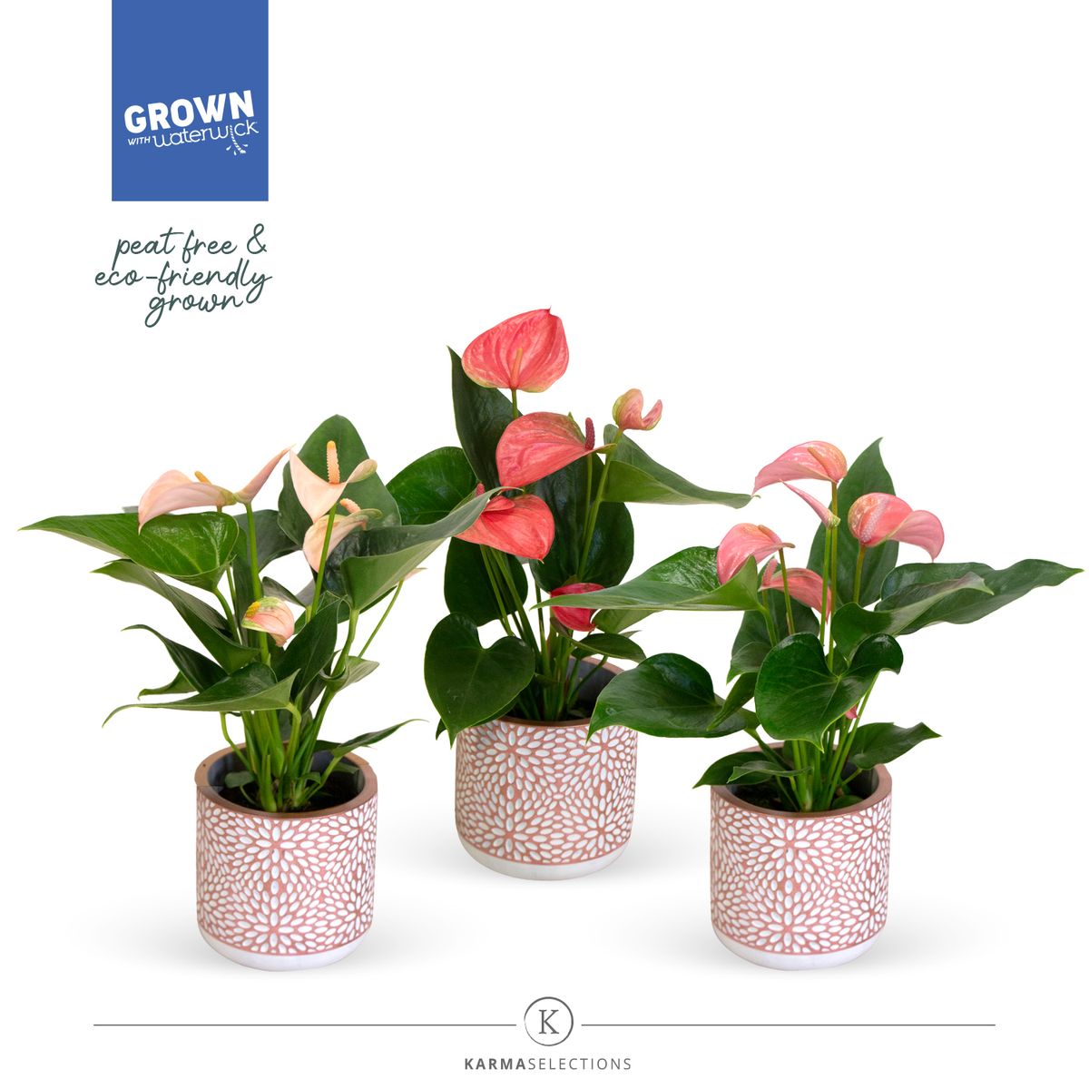 Anthurium MIX — Plant Wholesale FlorAccess