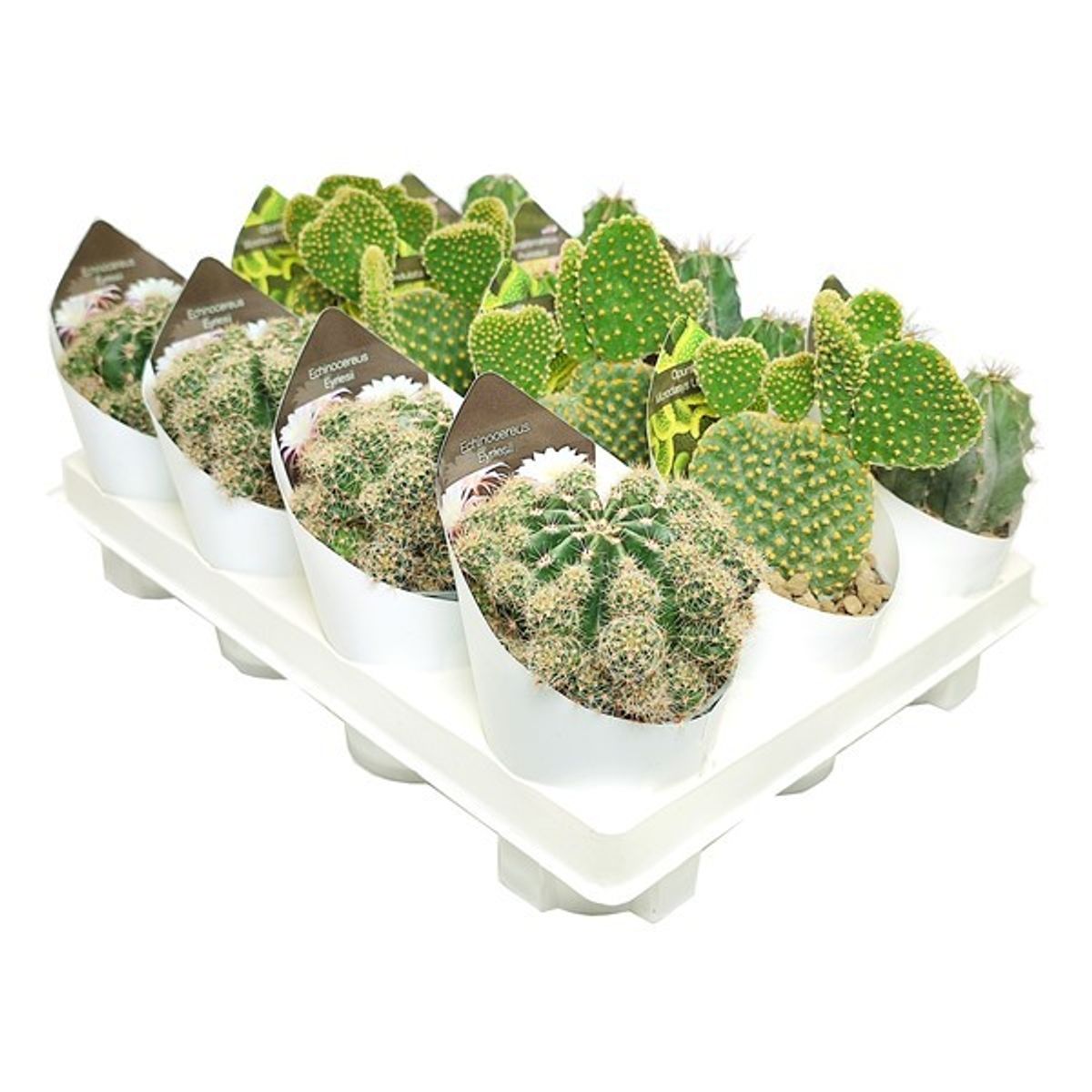 Cactus MIX — Plant Wholesale FlorAccess