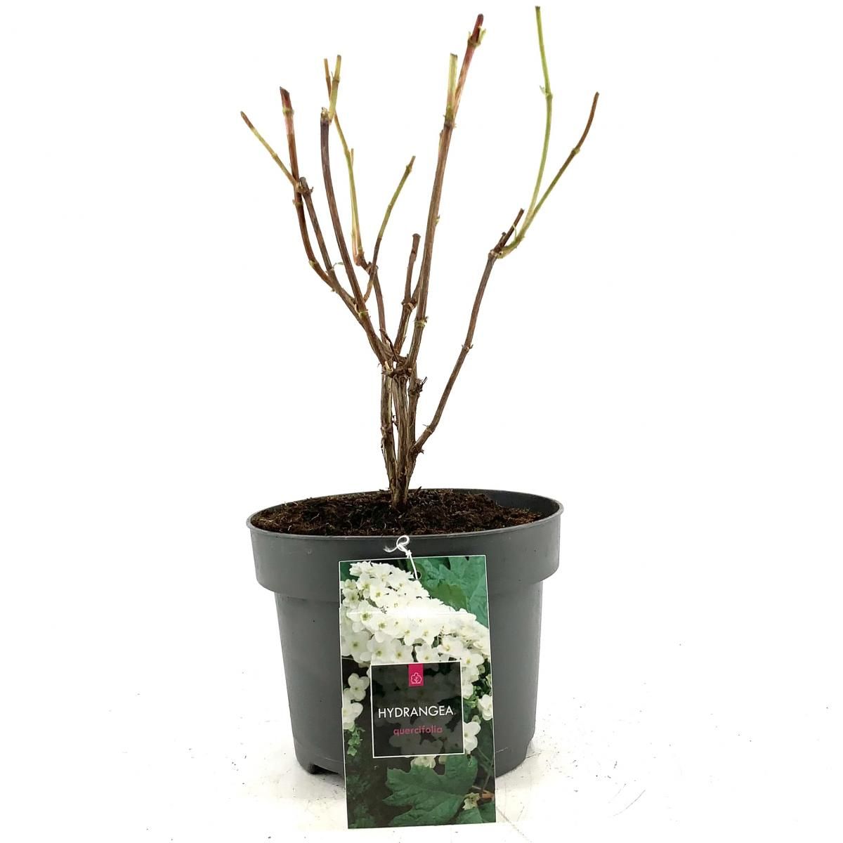 Hydrangea quercifolia 'Pee Wee' — Plant Wholesale FlorAccess