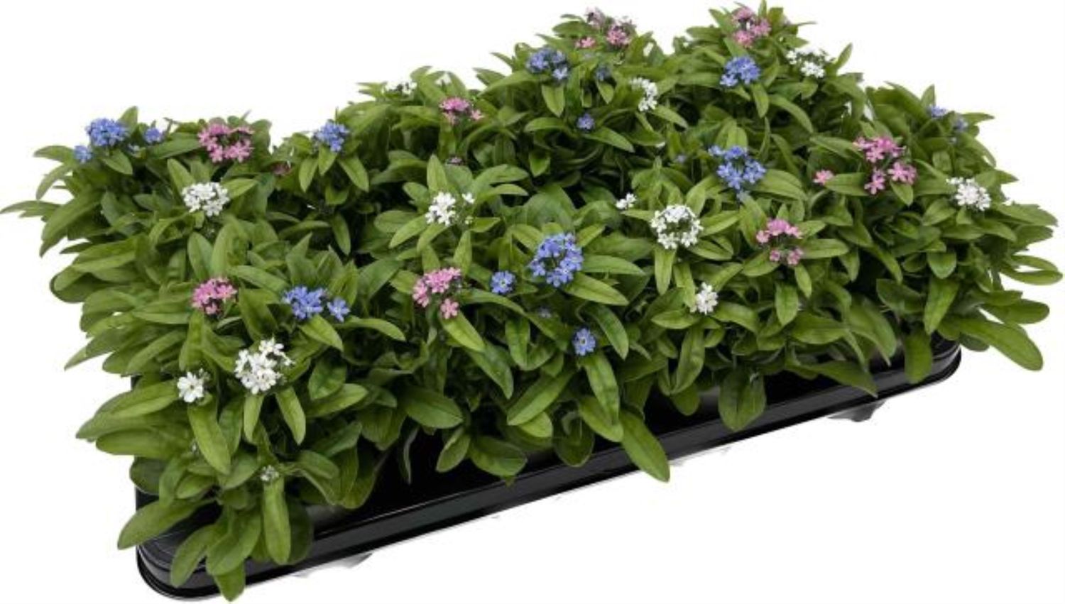 Myosotis sylvatica MIX IN POT — Plant Wholesale FlorAccess