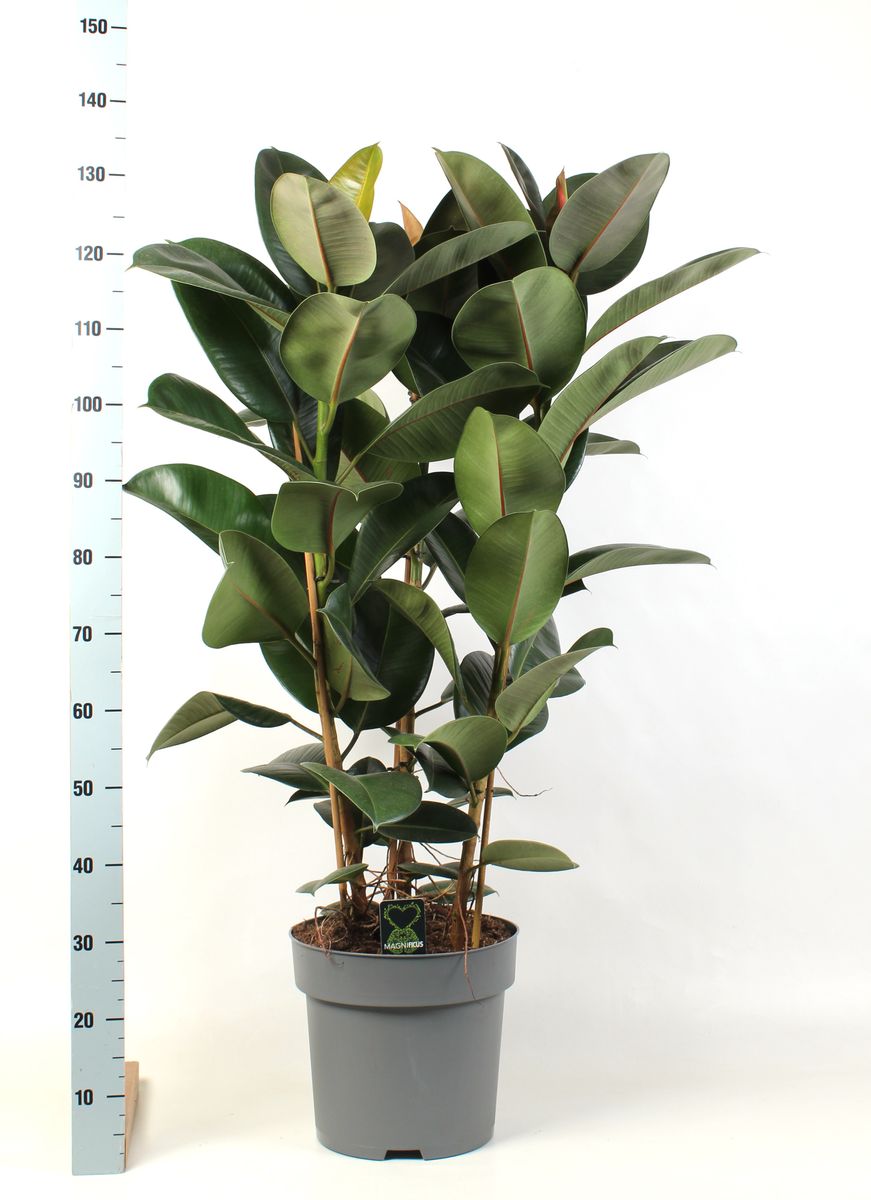 Ficus elastica 'Robusta' — Plant Wholesale FlorAccess