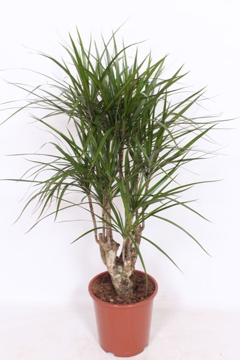 Dracaena marginata — Plant Wholesale FlorAccess