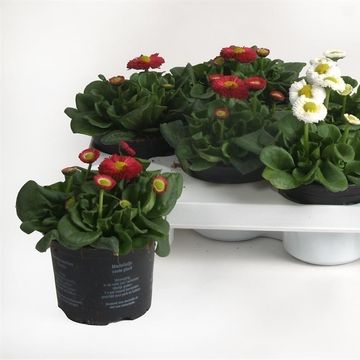 Bellis perennis SPEEDSTAR MIX — Plant Wholesale FlorAccess
