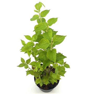 Philadelphus 'Minnesota Snowflake' — Plant Wholesale FlorAccess