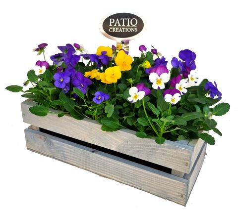 Arrangement Viola — Plant Wholesale FlorAccess