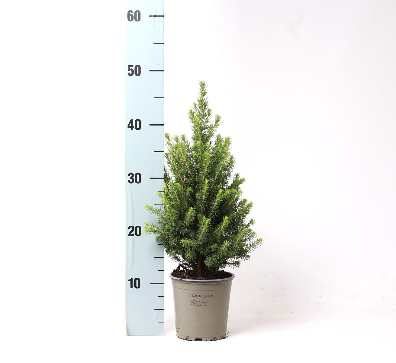 Picea glauca PERFECTA — Plant Wholesale FlorAccess