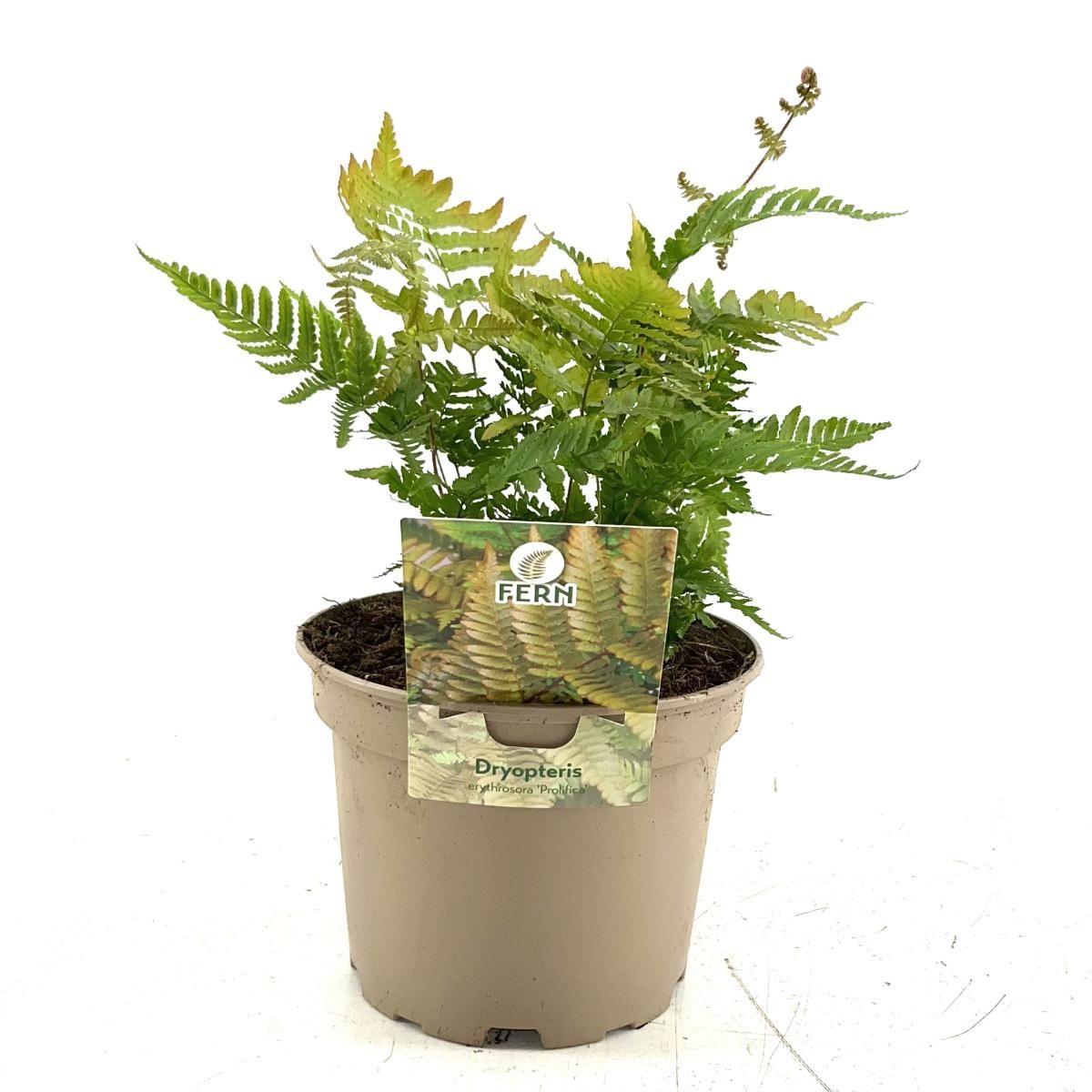 Dryopteris erythrosora prolifica — Plant Wholesale FlorAccess
