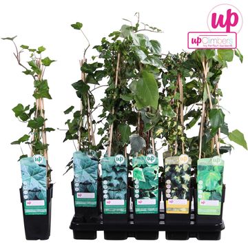 Hedera MIX — Plant Wholesale FlorAccess