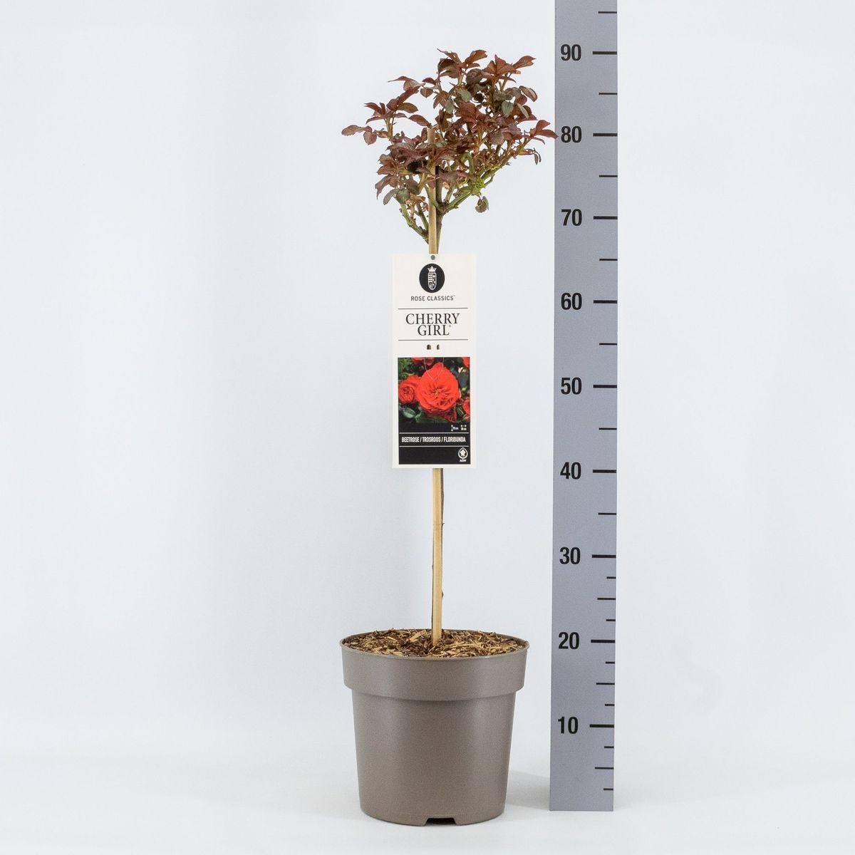 Rosa CHERRY GIRL — Plant Wholesale FlorAccess