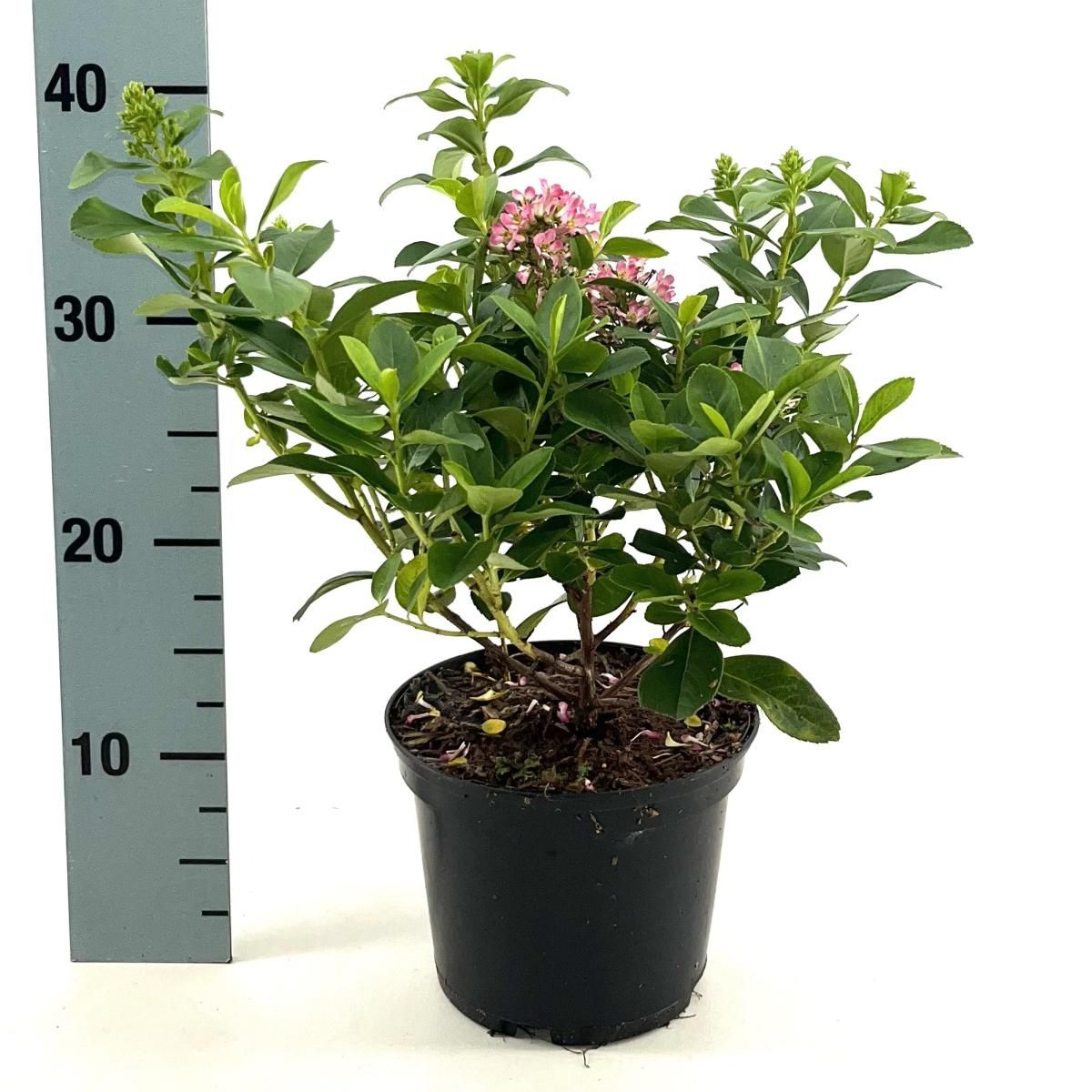 Escallonia laevis PINK ELLE — Plant Wholesale FlorAccess
