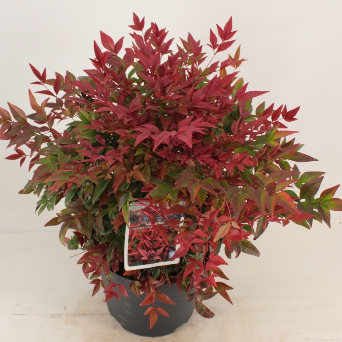 Nandina domestica OBSESSED / OBSESSION — Plant Wholesale FlorAccess
