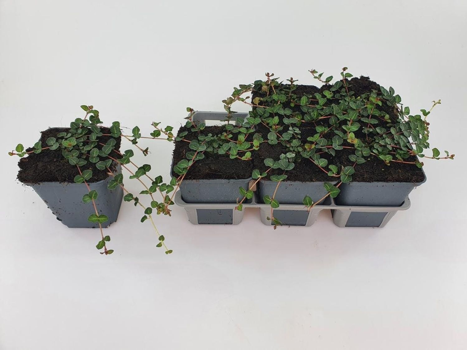 Mitchella repens — Plant Wholesale FlorAccess