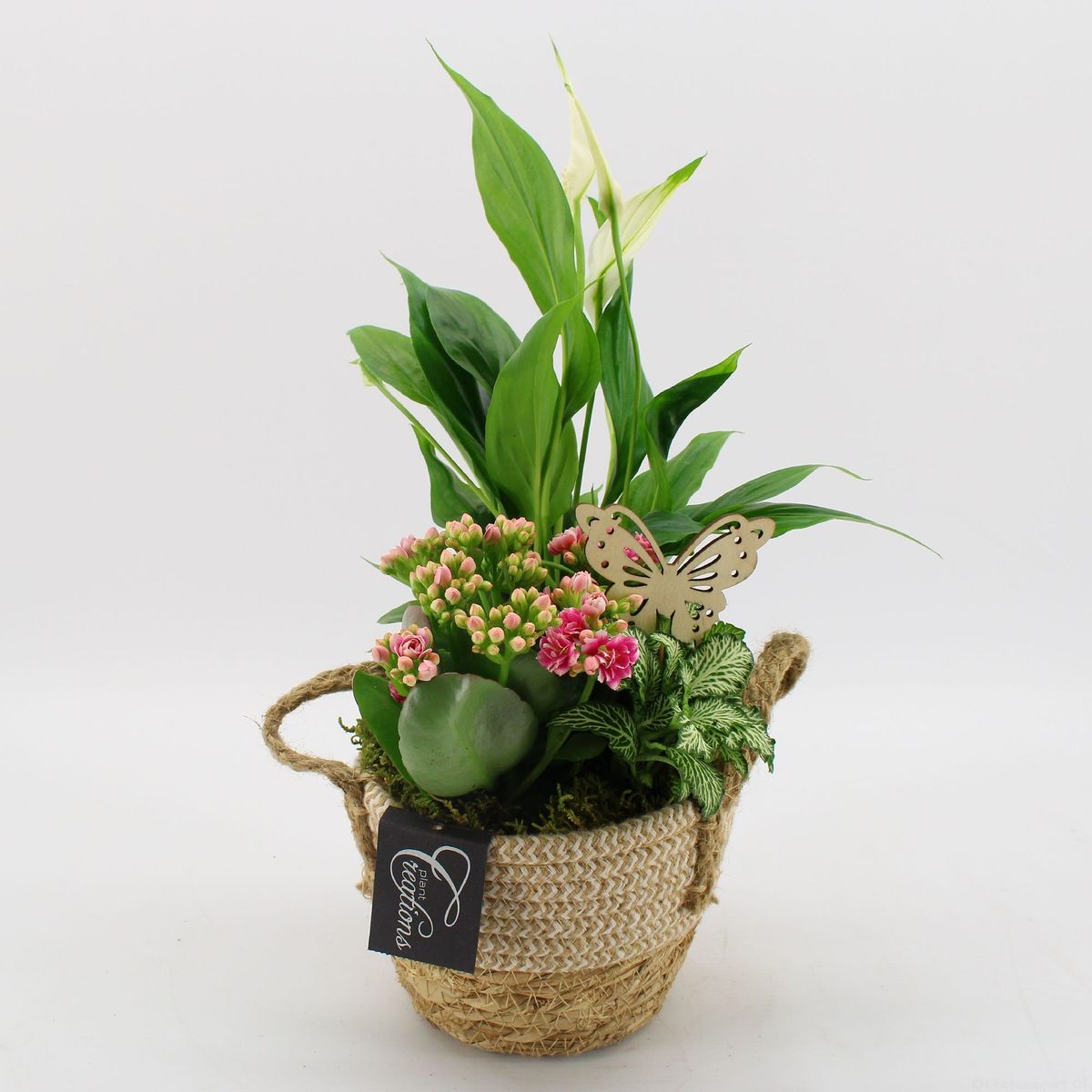 Arrangement Basic Fundamentals — Plant Wholesale FlorAccess