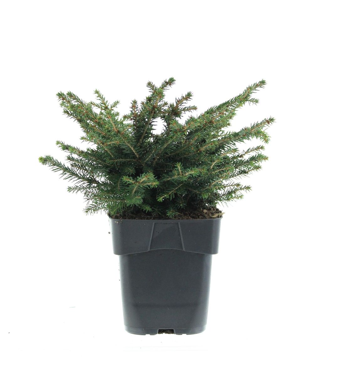 Picea abies 'Nidiformis' — Plant Wholesale FlorAccess