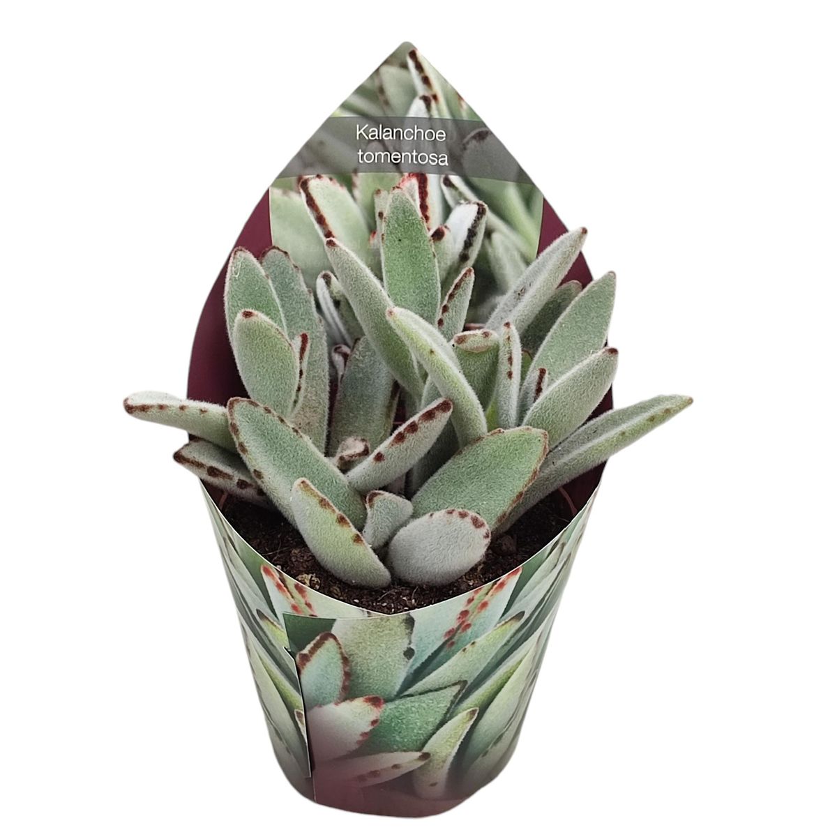 Kalanchoe tomentosa — Plant Wholesale FlorAccess